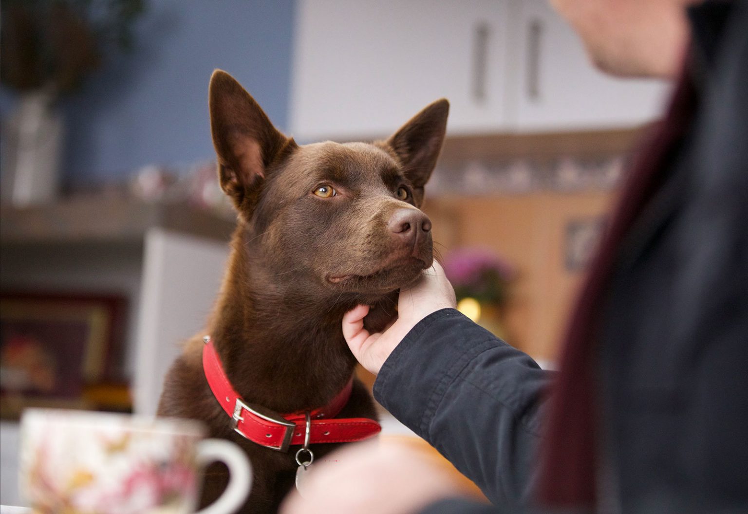 [FILM INTERVIEW] KOKO: A RED DOG STORY - Felix Williamson Interview ...